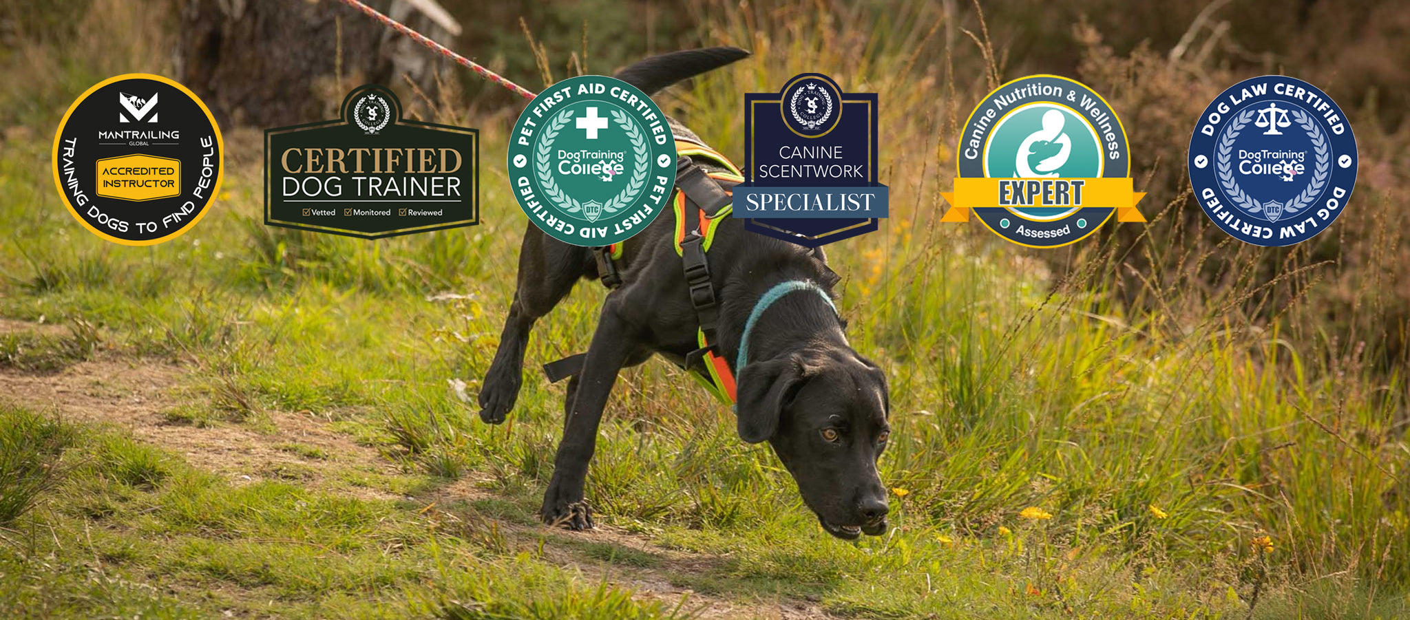 Mantrailing and Scentwork in Wolverhampton and Walsall. – Kilo Nine